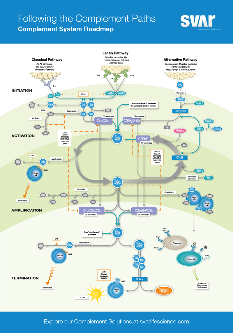 Complement System Solutions - Functional and biomarker assays